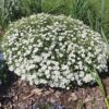Arenaria montana Avalanche – Payless Plants