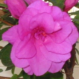 Azalea Happy Days – Payless Plants