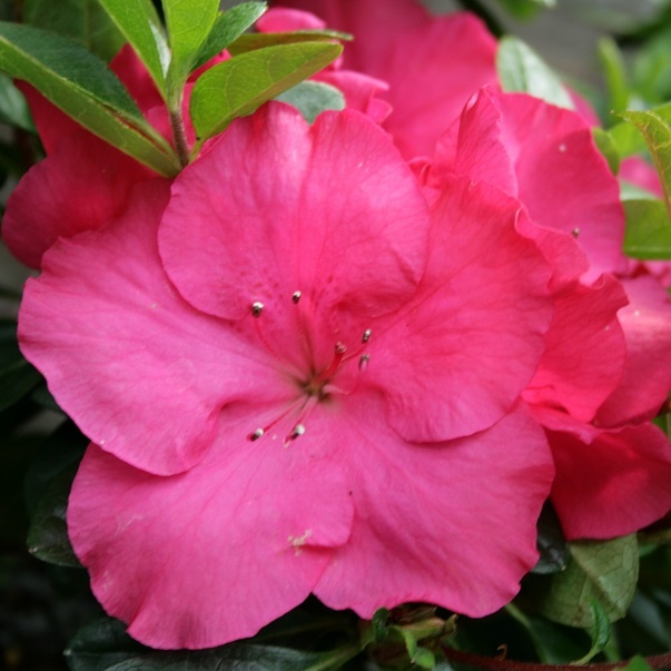 Azalea Only One Earth – Payless Plants