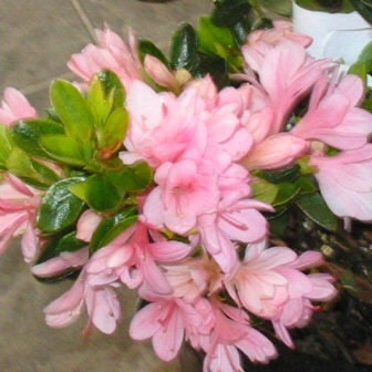 Azalea Peach Kirin – Payless Plants