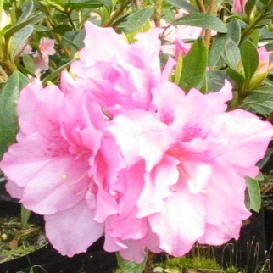 Azalea Rose Queen – Payless Plants