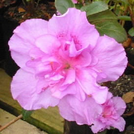 Azalea Temperance – Payless Plants