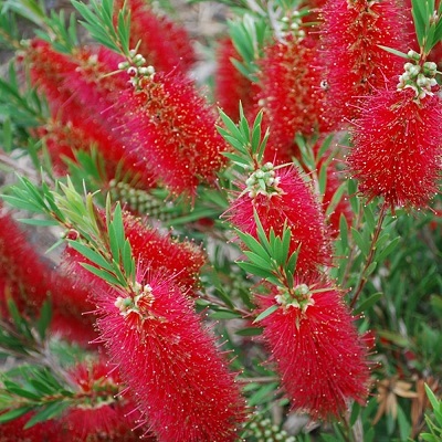 Callistemon Red Clusters – Payless Plants