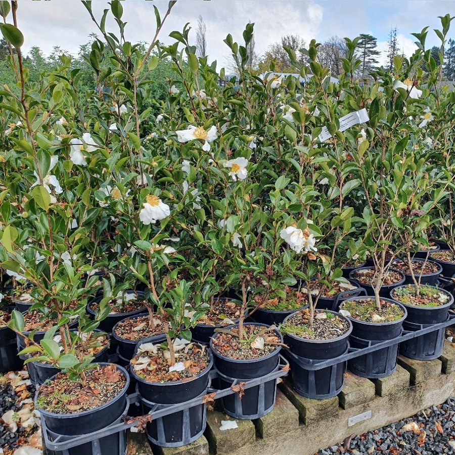 Camellia sasanqua Setsugekka – Payless Plants