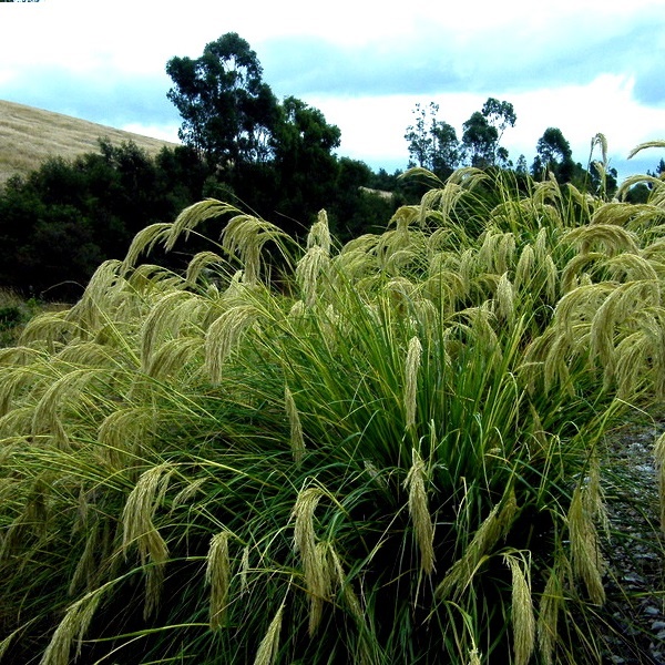 Chionochloa flavicans – Payless Plants