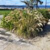 Chionochloa flavicans – Payless Plants