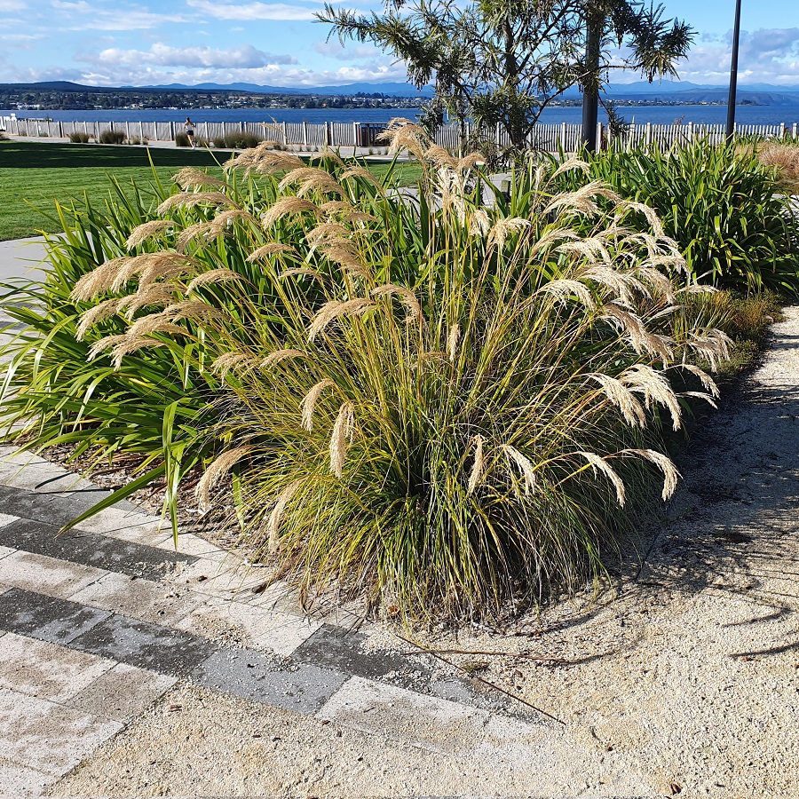 Chionochloa flavicans – Payless Plants