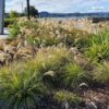 Chionochloa flavicans – Payless Plants