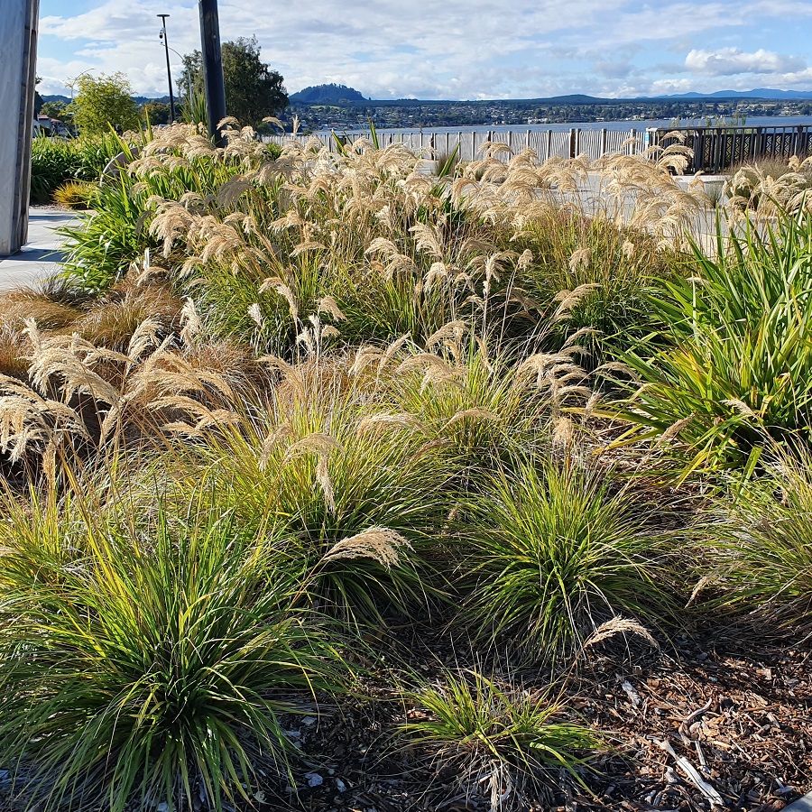 Chionochloa flavicans – Payless Plants