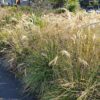 Chionochloa flavicans – Payless Plants