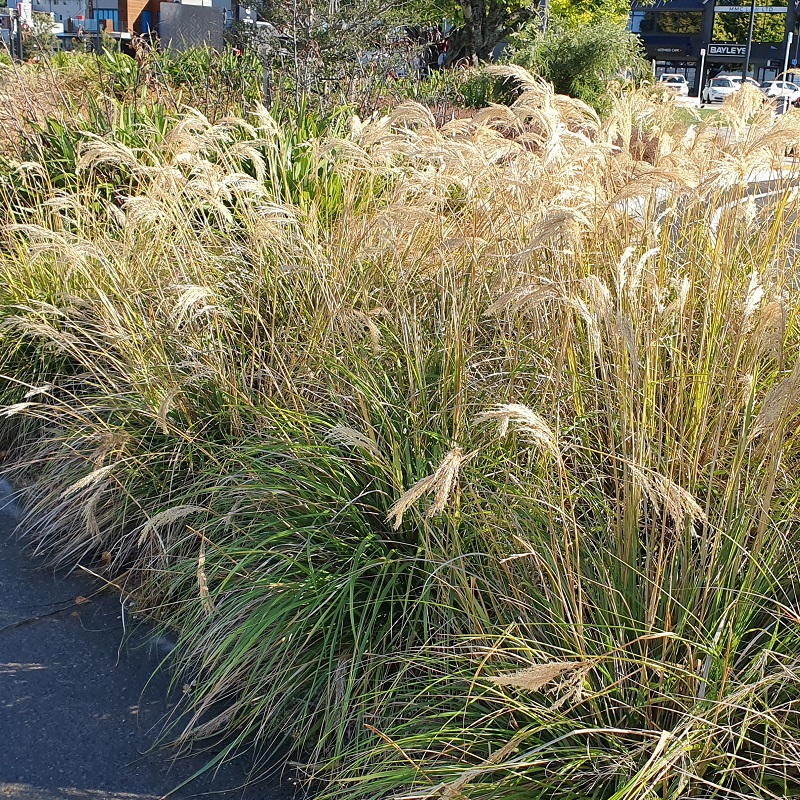 Chionochloa flavicans – Payless Plants