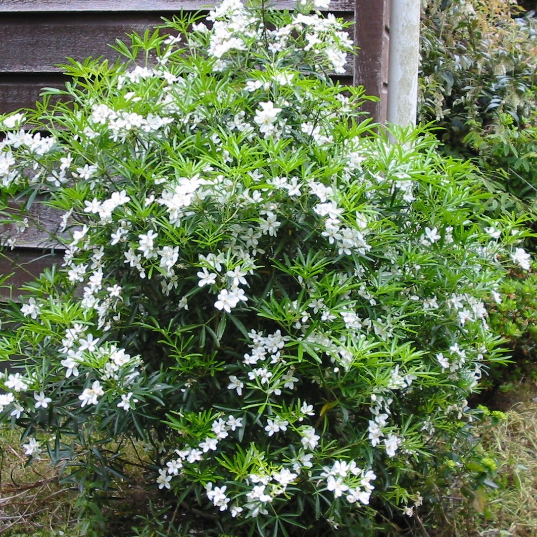 Choisya Aztec Pearl – Payless Plants