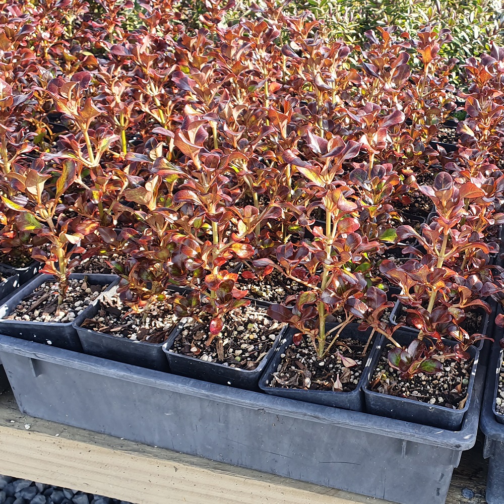 Coprosma Karo Red – Payless Plants