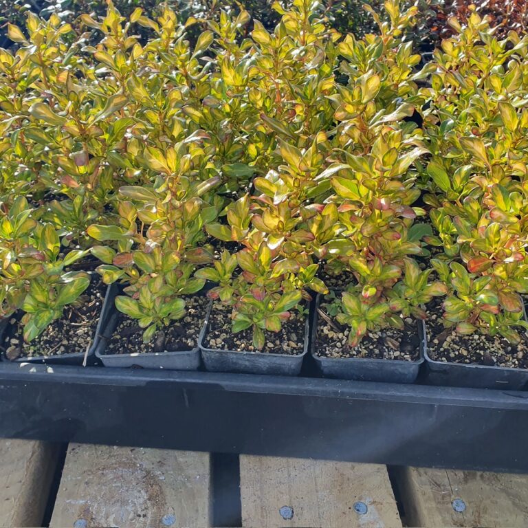Coprosma Lemon and Lime – Payless Plants