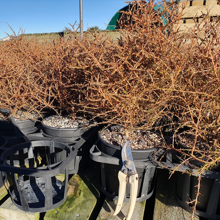 Coprosma rugosa Lobster – Payless Plants