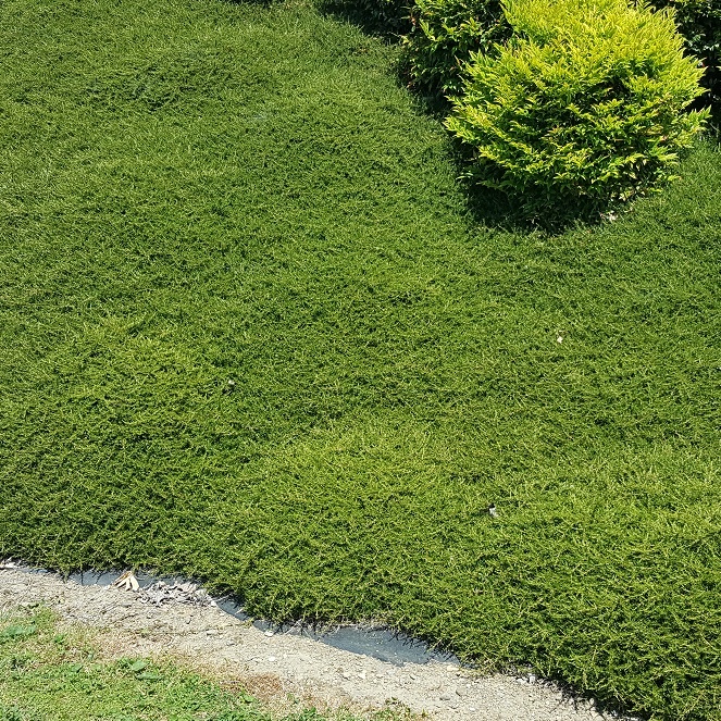 Coprosma acerosa Hawera – Payless Plants