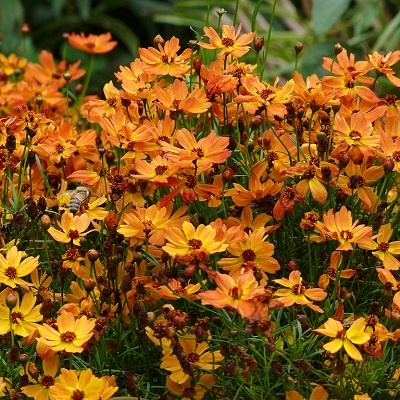 Coreopsis Mango Punch – Payless Plants