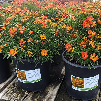 Coreopsis Mango Punch – Payless Plants