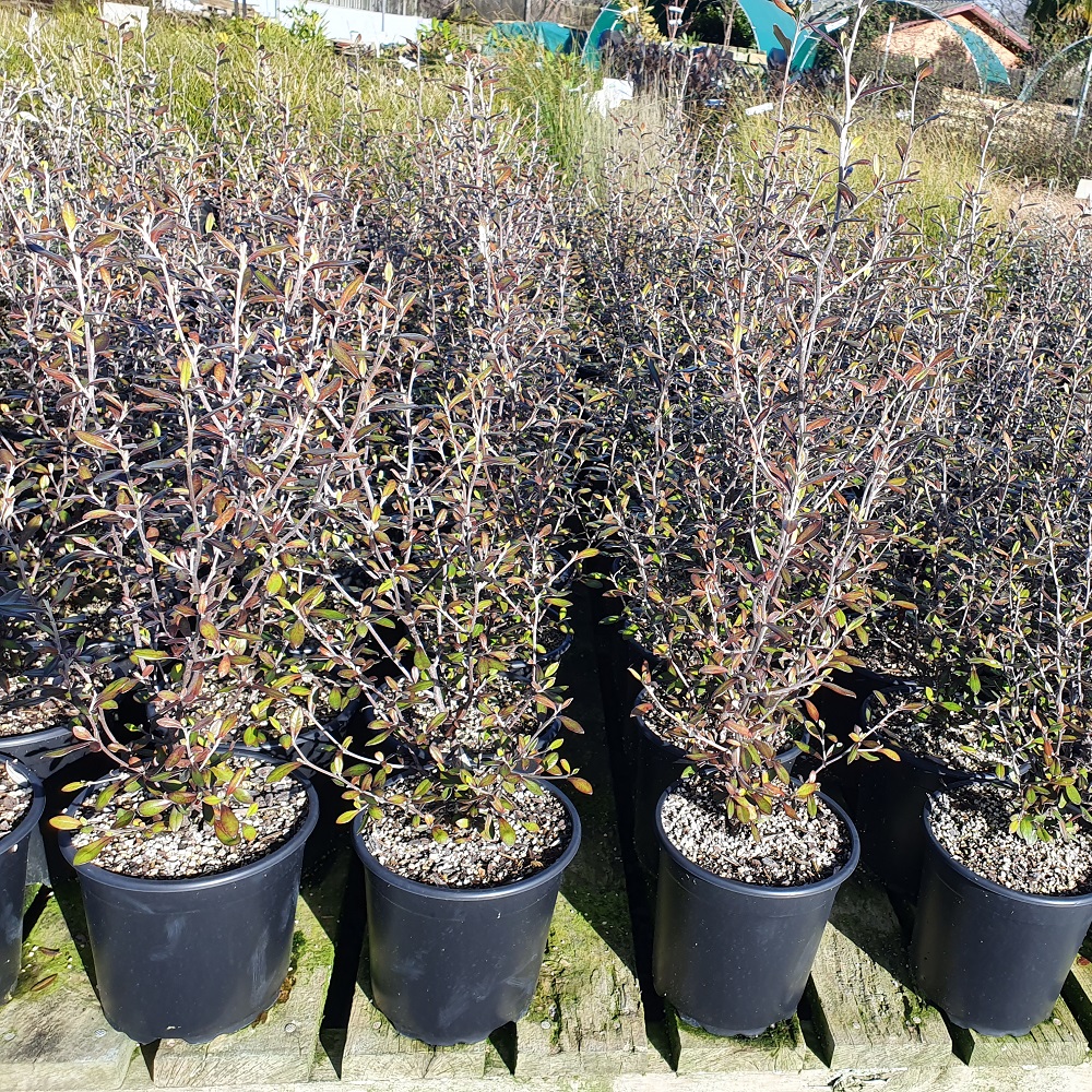 Corokia Bronze King – Payless Plants
