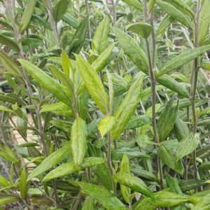 Corokia Geentys Giant – Payless Plants