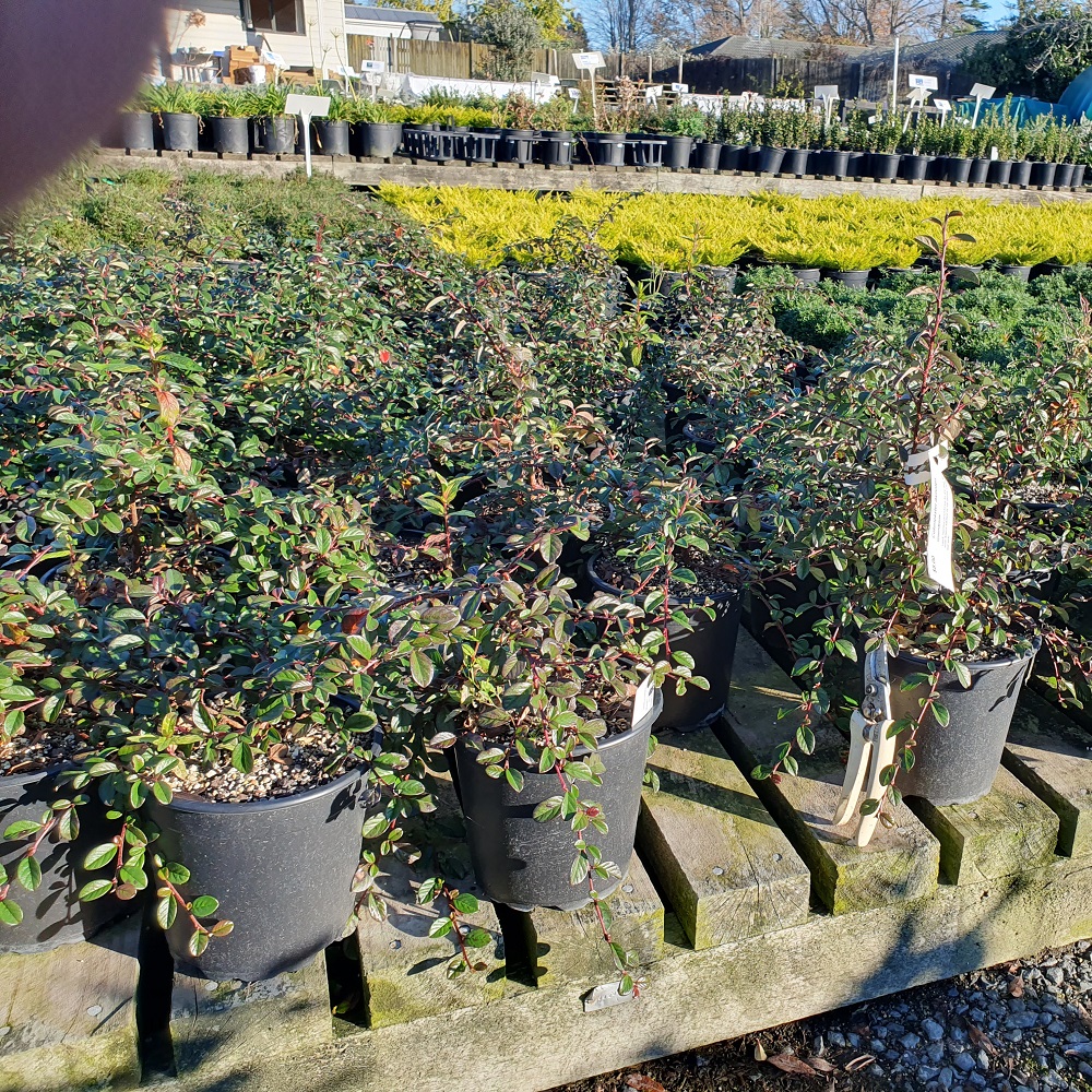 Cotoneaster dammeri – Payless Plants