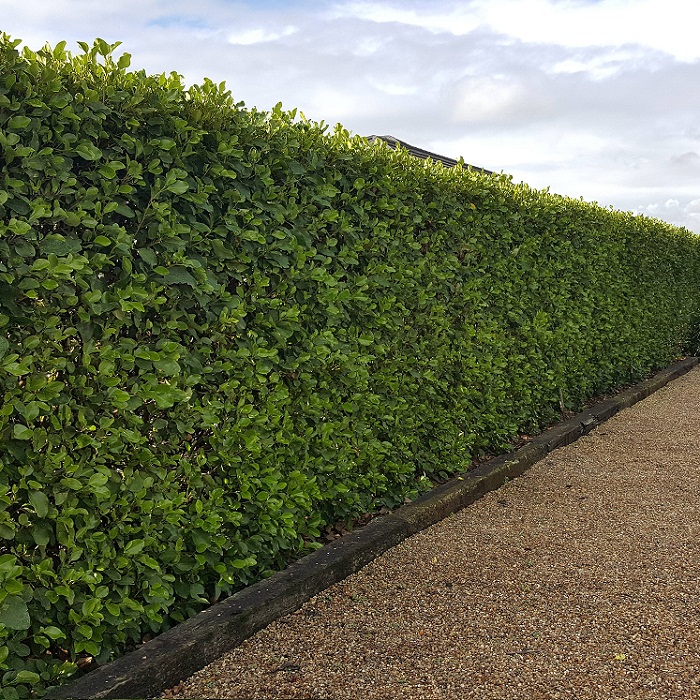 Griselinia Broadway Mint – Payless Plants