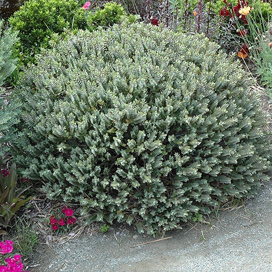 Hebe Red Edge – Payless Plants