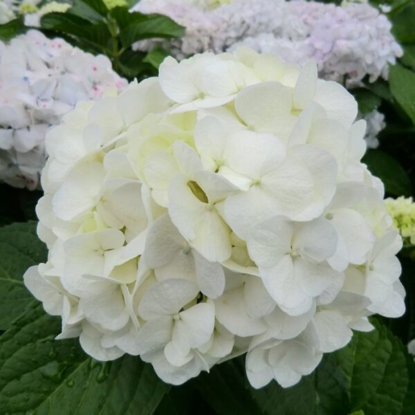Hydrangea macrophylla Princess Juliana – Payless Plants