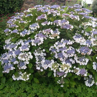 Hydrangea macrophylla Libelle – Payless Plants