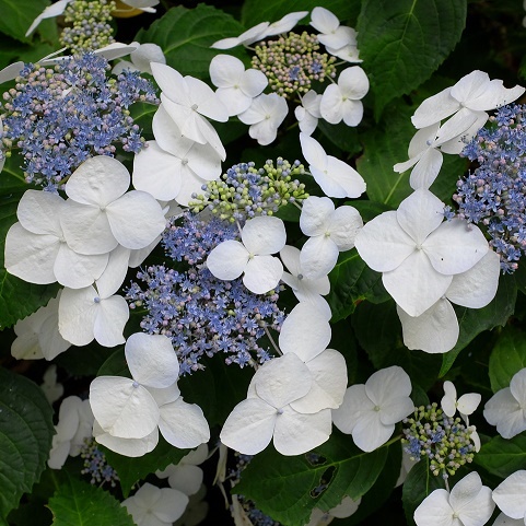 Hydrangea macrophylla Princess Juliana – Payless Plants