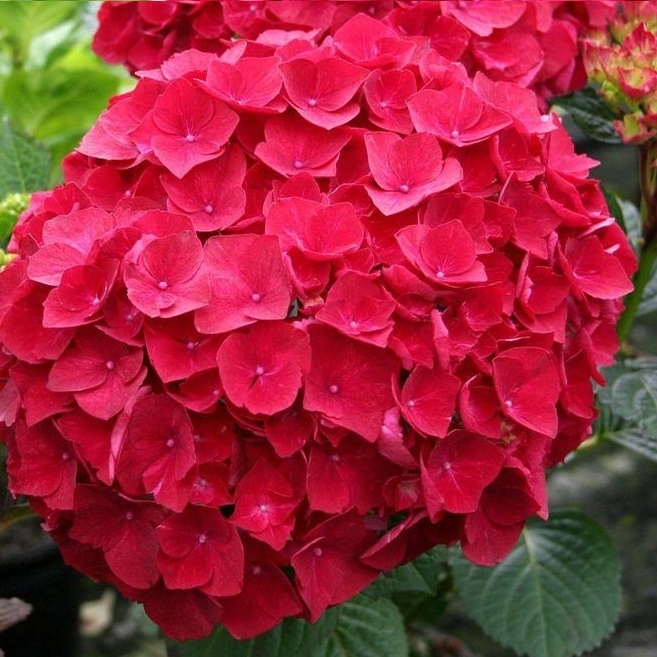 Hydrangea macrophylla Red Emperor – Payless Plants