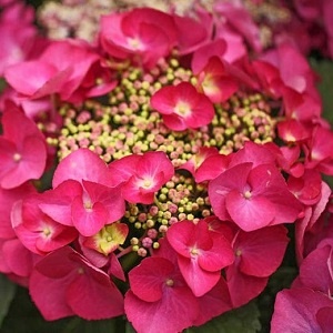 Hydrangea Red Start – Payless Plants