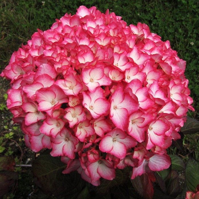 Hydrangea macrophylla Sabrina – Payless Plants