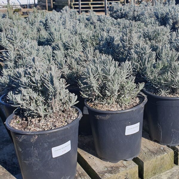 Lavender Blue Mountain – Payless Plants