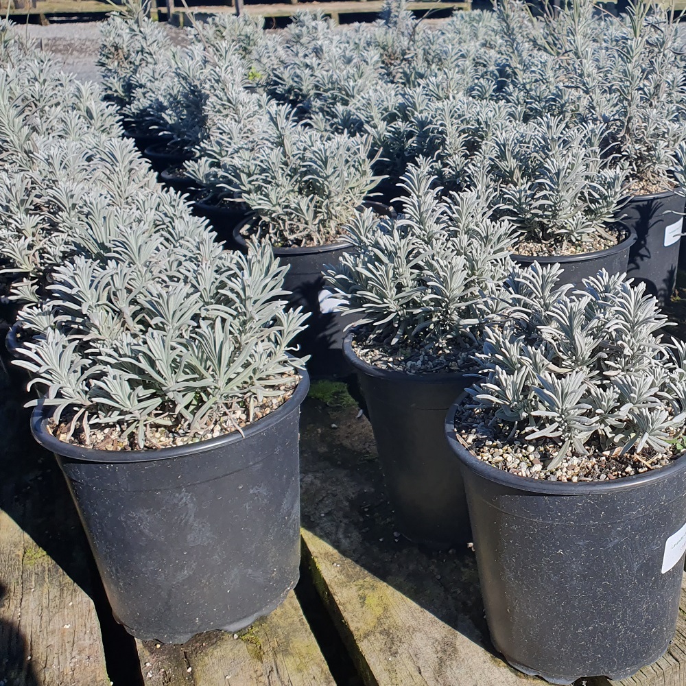 Lavender Grey Lady – Payless Plants