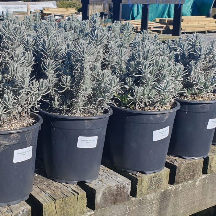 Lavender Munstead Dwarf – Payless Plants