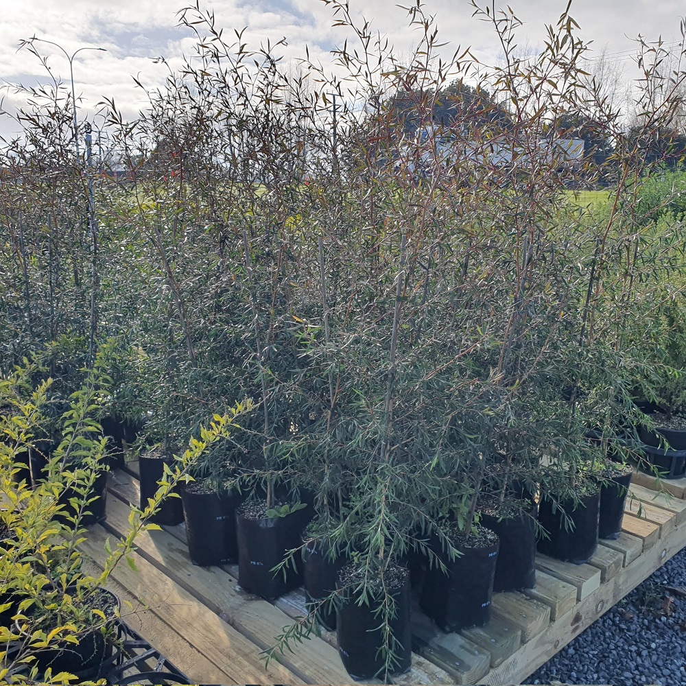 Leptospernum Copper Sheen – Payless Plants