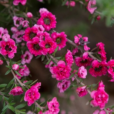 Leptospermum Red Damask – Payless Plants