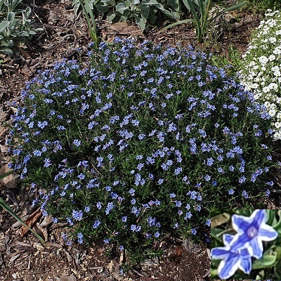 Lithodora diffusa Star – Payless Plants