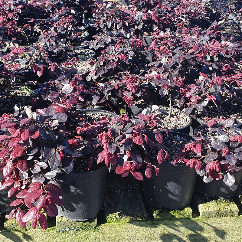 Loropetalum Plum Delight – Payless Plants