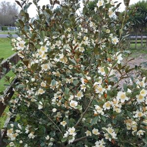 Michaelia gracipes – Payless Plants
