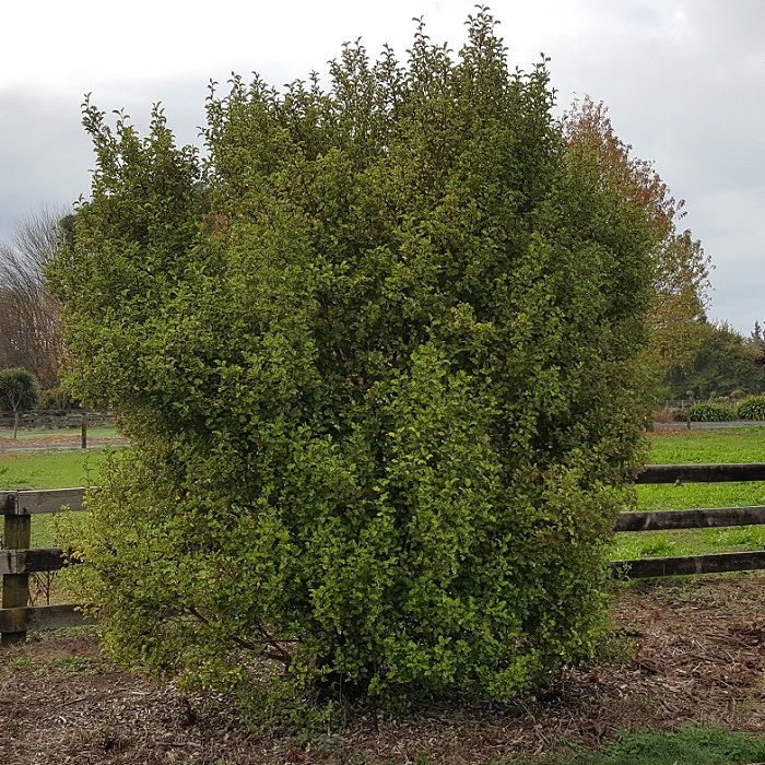 Olearia paniculata – Payless Plants
