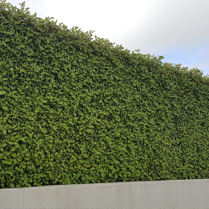 Olearia paniculata – Payless Plants