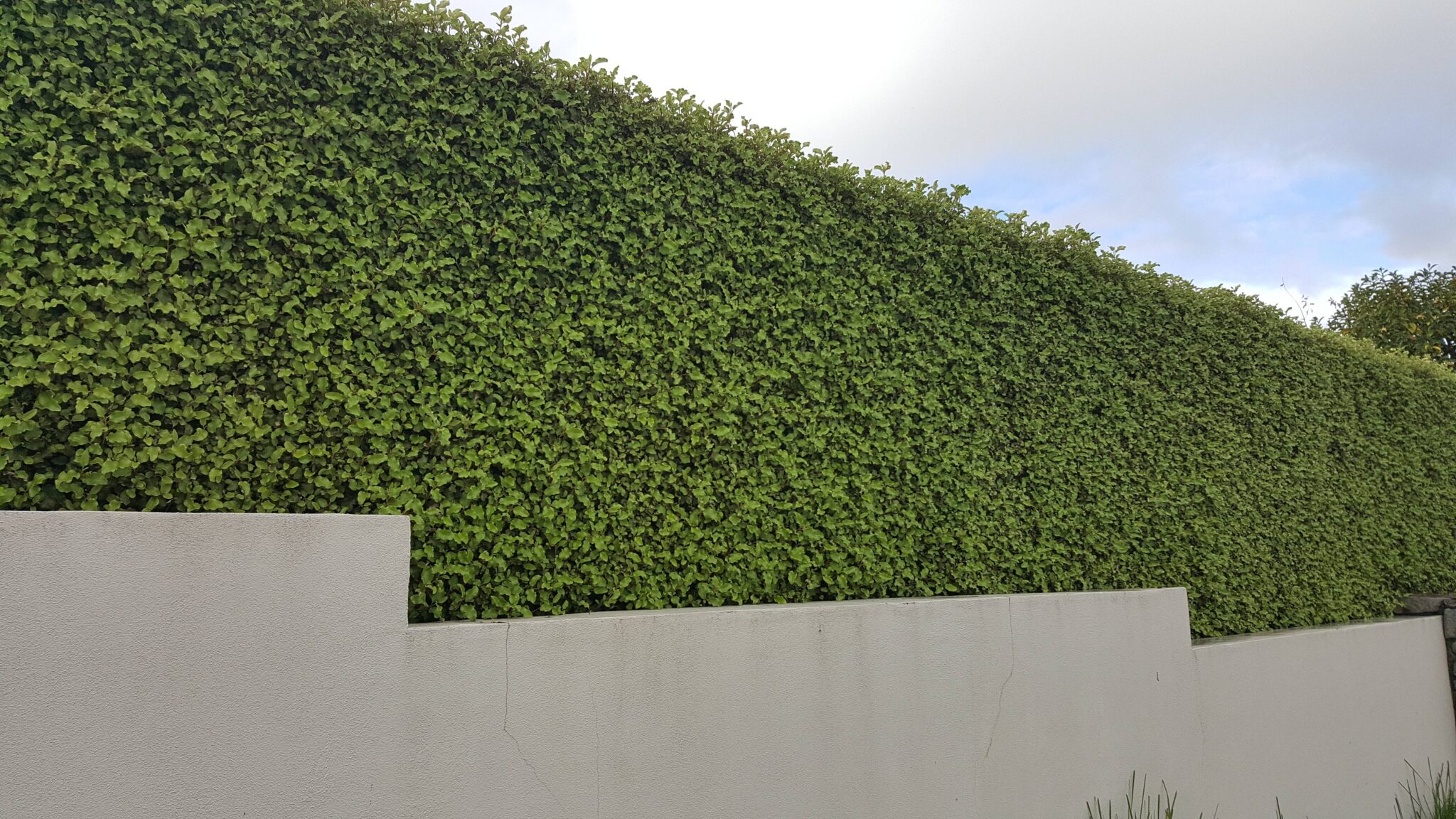 Olearia paniculata – Payless Plants