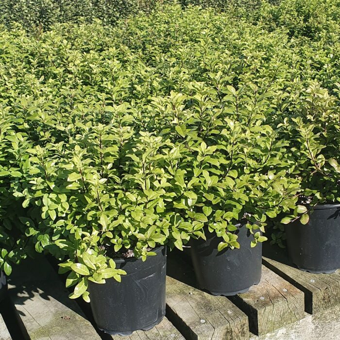 Pittosporum Little Kiwi – Payless Plants