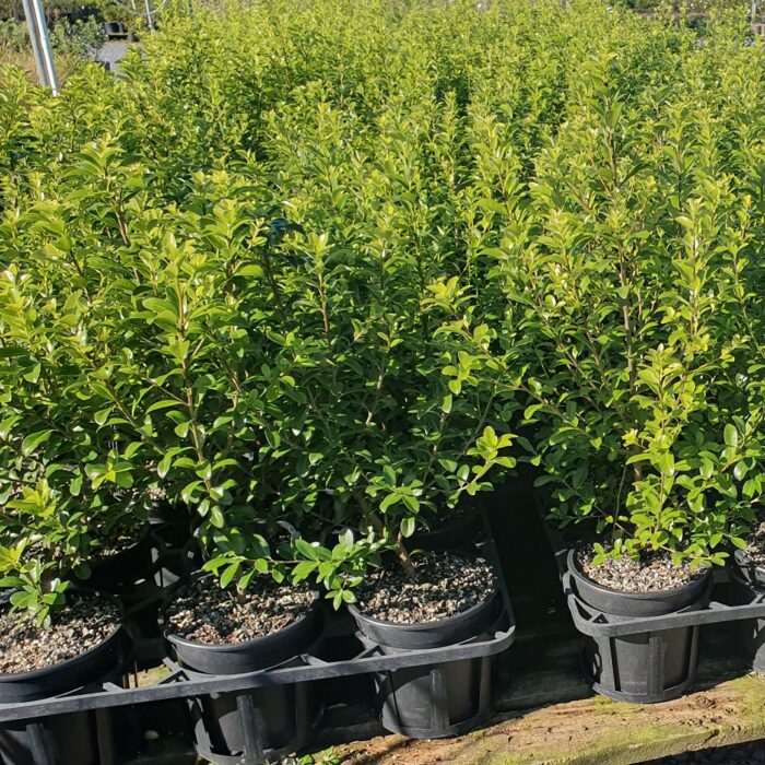 Pittosporum tenuifolium Mountain Green – Payless Plants