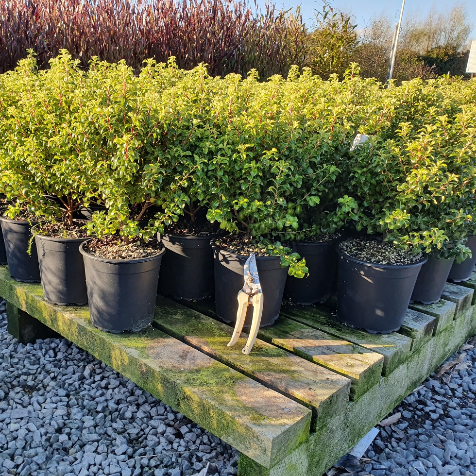 Pittosporum Reflections – Payless Plants