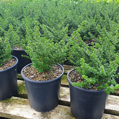 Prostranthera cuneata – Payless Plants