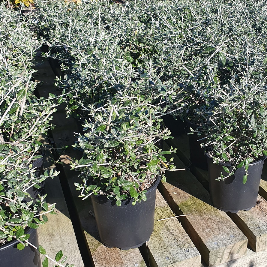 Teucrium fruticans – Payless Plants