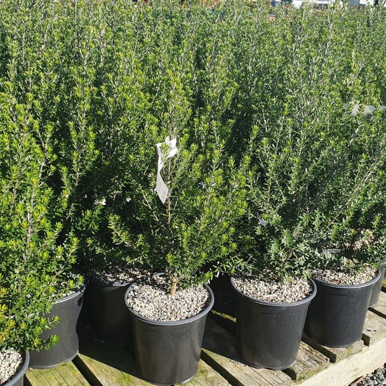 Westringia fruticosa – Payless Plants